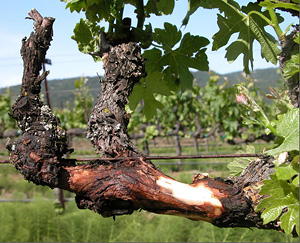 ブドウ栽培はタイミングが全て （2）剪定 - ワイントーク(Wine Talk)｜ワインジャーナリスト カフマン恵美子がカリフォルニアワインの ...